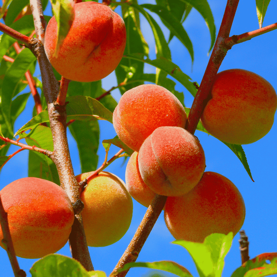 Les fruits en anglais : votre vocabulaire indispensable ! | Digilangues ...